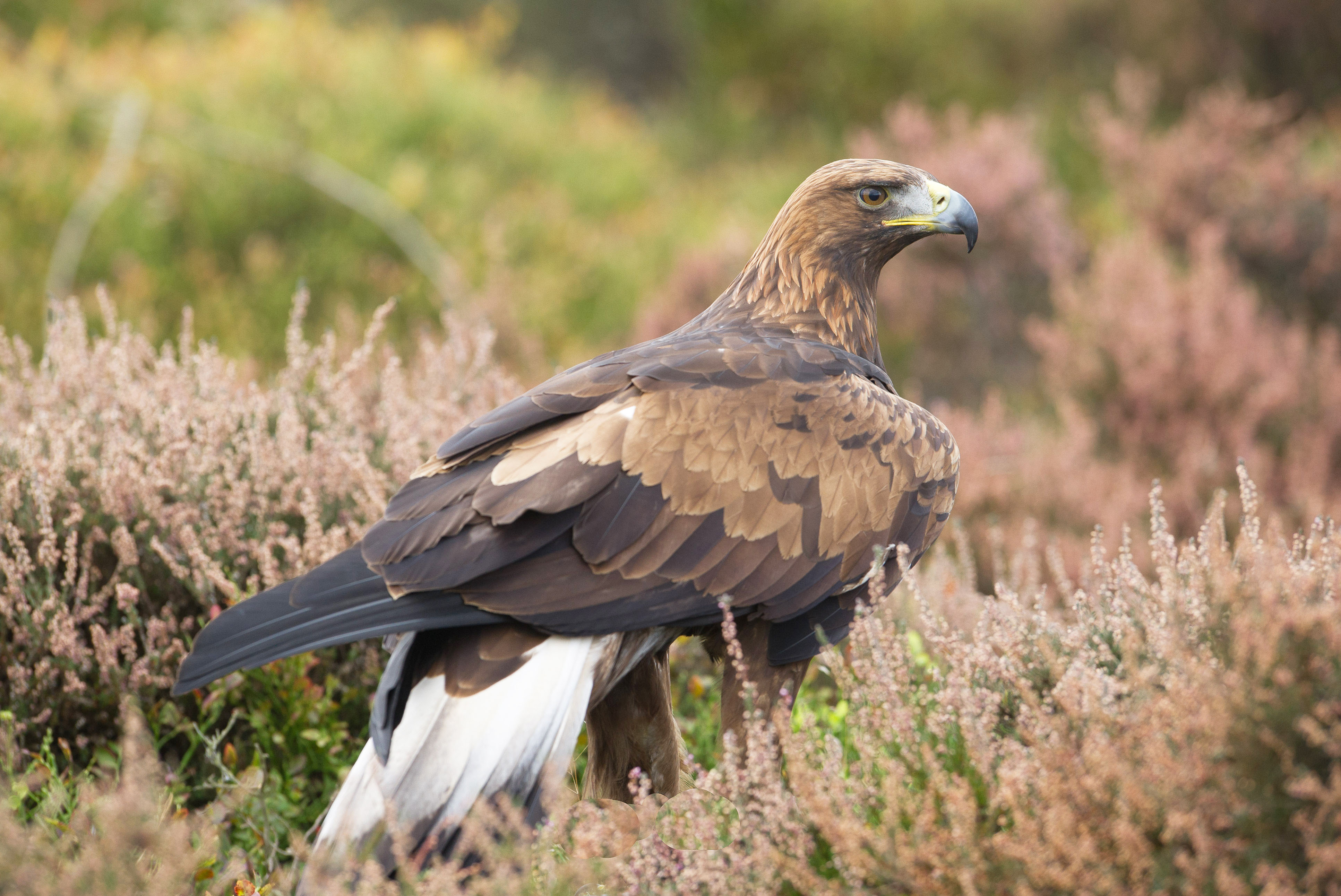 Golden Eagle - The Isle of Mull