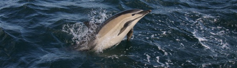 Common Dolphins - The Isle of Mull