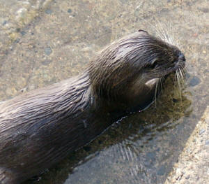 otter (2) - The Isle of Mull