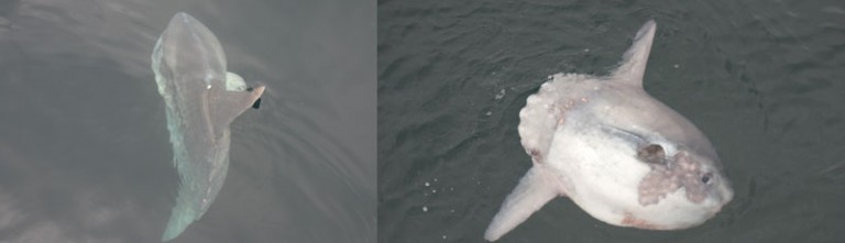 Sunfish - The Isle of Mull
